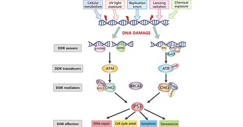 Apexbio Dna Damagedna Repair Signaling Pathways