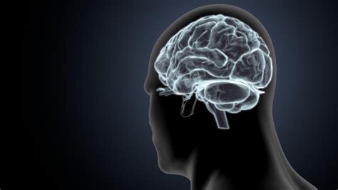 Premium Photo Human Brain Anatomy 3d Illustration