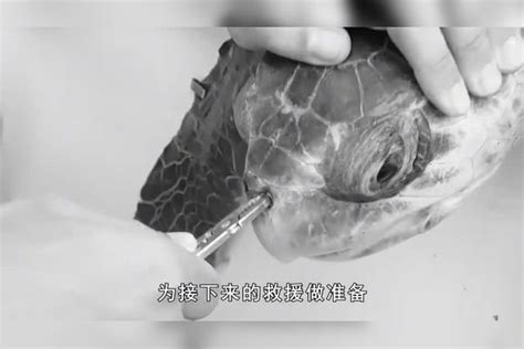 十几厘米吸管深插海龟鼻孔救援队费尽心思将其拔出全程揪心