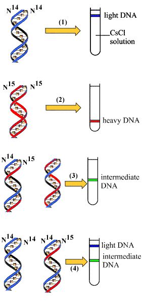 A Calibration Step In Bacterium Cultured Biological Science Picture Directory