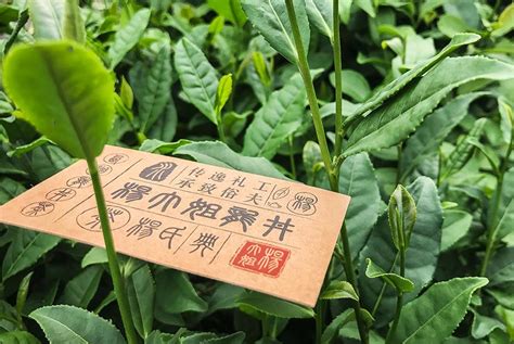 画外桐坞西湖龙井丨一次改造设计五十年茶田故事