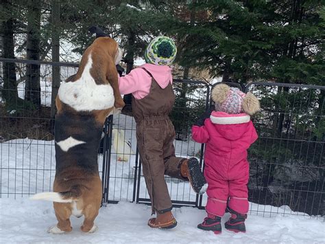 Riverbottom Bassets ️ ️ ️ Facebook