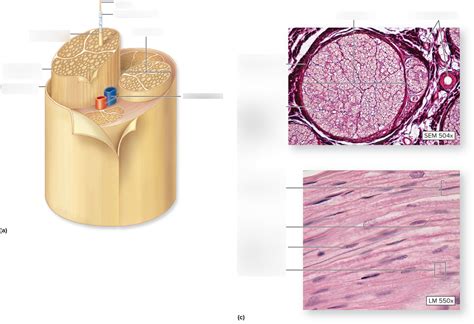 Chapter Structure Of A Nerve Diagram Quizlet