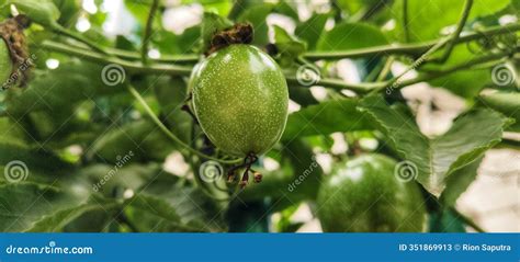 Very Young Passion Fruit That Is Still Growing Stock Image Image Of