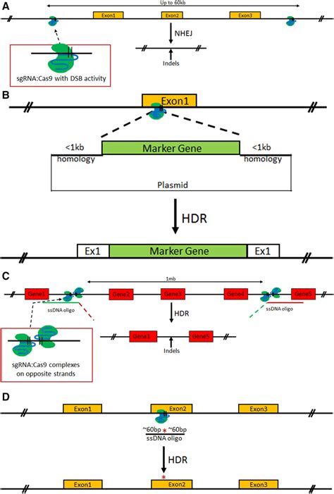 Large Deletions Marker Insertions And Single Nucleotide Polymorphism Download Scientific