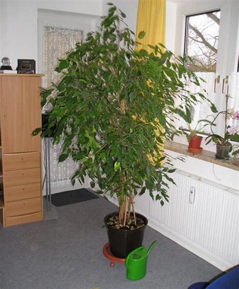 Кофейное дерево: выращивание дома, в домашних условиях, уход