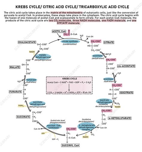 Krebs Cycle Illustration Stock Image F042 9298 Science Photo Library