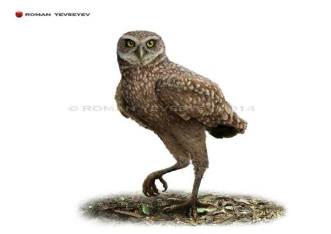 Cuban Giant Owl Ornimegalonyx Ornimegalonyx Ornimegalonyx Owl