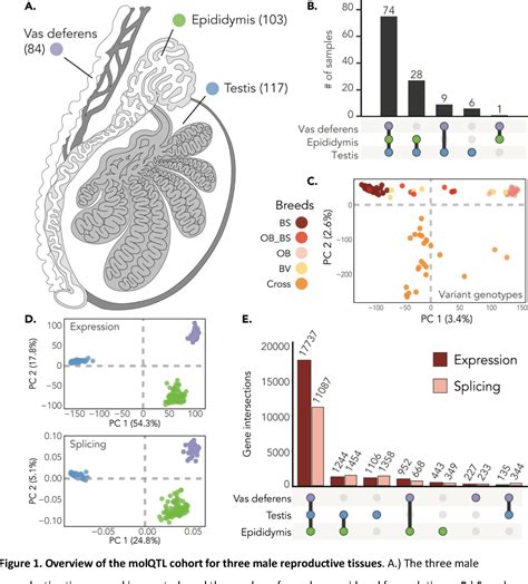 Figure 1 From Molecular Quantitative Trait Loci In Reproductive Tissues Impact Male Fertility 1