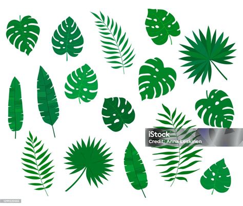 녹색 이국적인 열대 잎 세트 열대 잎의 실루엣 코코넛 몬스타 델리시오사 팬 손바닥 고사리 바나나 손으로 그린 정글 요소는 흰색 배경에 격리 벡터 플랫 스타일입니다 0명에
