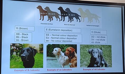 Solved Bb D E Bb Dd E B D E B Dd E Chocolate Chegg Com