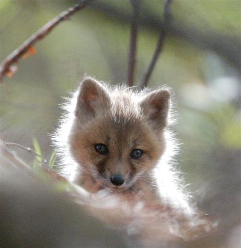 Cute Red Fox Pups