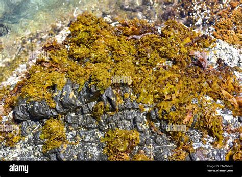 Rissoella Verruculosa Is A Laminar Red Alga This Photo Was Taken In Cap Ras Girona Province
