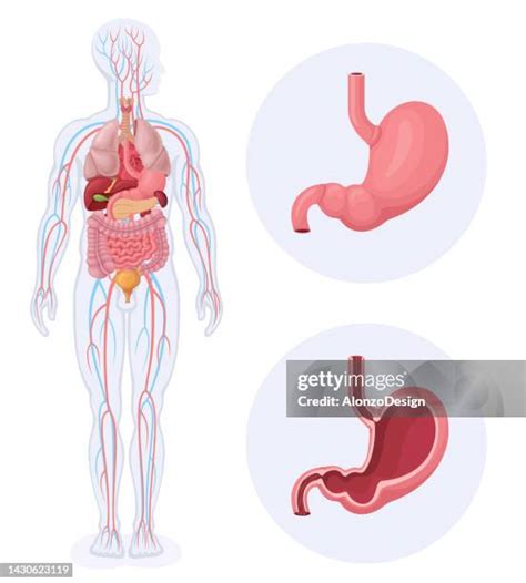 Trachea Organ System