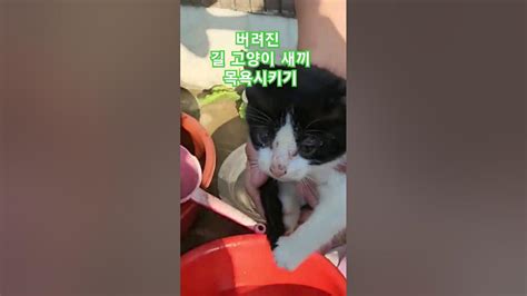 어미에게 버려진 길 고양이 새끼 목욕시키기 Youtube