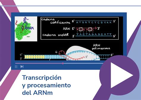 Transcripción Y Traducción En La Genética Alianza B Unam Cch And Enp Ante La Pandemia