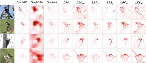 Comparisons Of Saliency Maps On Cub Dataset Download Scientific Diagram