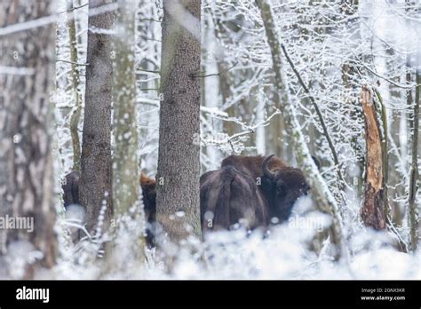 Adult European Bisonbison Bonasus In Forest Looking Backat Camera