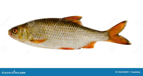 Roach Fish After Fishing Isolated On White Stock Image Image Of Macro