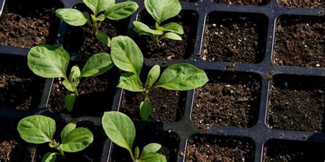 Секрети високого врожаю баклажанів оптимальний час та методи посіву