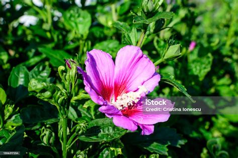 Pink Delicate Flower Of Cornus Kousa Tree Commonly Known As Ousa Kousa