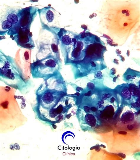 Citología E Histología Added A Citología E Histología Citología E Histología Added A Citología E Histología