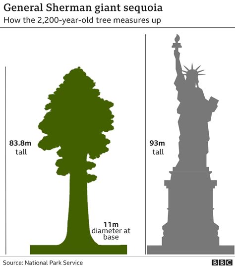 Sequoia Tree Height