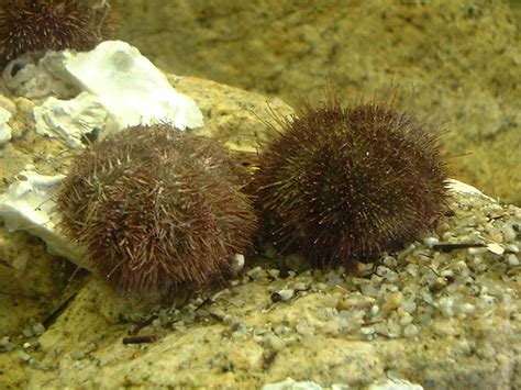 棘皮動物 広島大学 分子遺伝学研究室 坂本尚昭