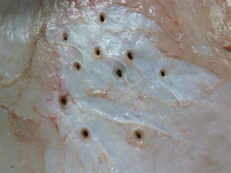 Hypoderma Spp Integumentary System Merck Veterinary Manual