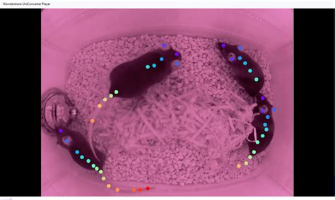 tracking malfunctioning with deeplabcut even tough estimation works