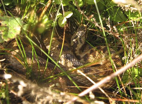Adder Reptiles And Amphibians Of The UK Forum Page