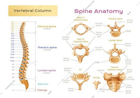 Vertebrae Spinal Cord Anatomy Infographics With Scientific Image Of Vertebral Column With Pieces