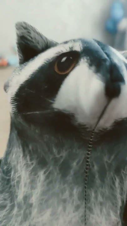 енот Педро танцует Youtube