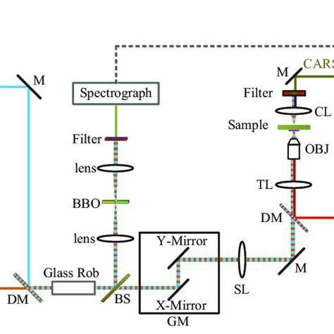 Multimodal Nonlinear Optical Imaging Of Vessel Structure A Cars
