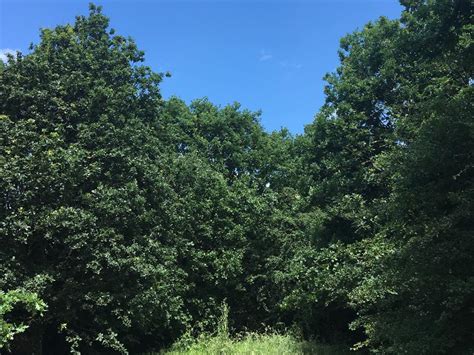 Seeing The Wood For The Trees