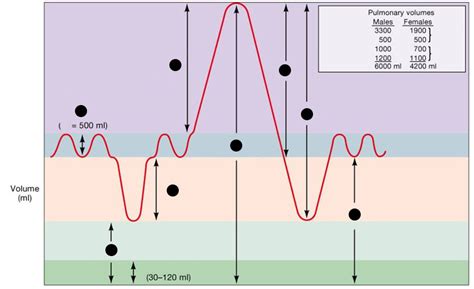 Pulmonary Volumes And Capacitance Diagram Quizlet