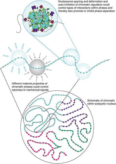 Phase Separation In Chromatin Organization Pmc
