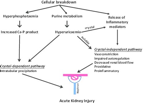 Proposed Mechanism Of AKI Associated With TLS Download Scientific Diagram