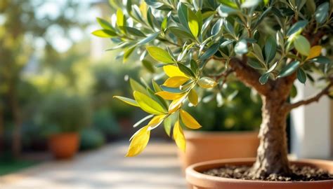 Olivier Perd Ses Feuilles Causes Diagnostic Et Solutions