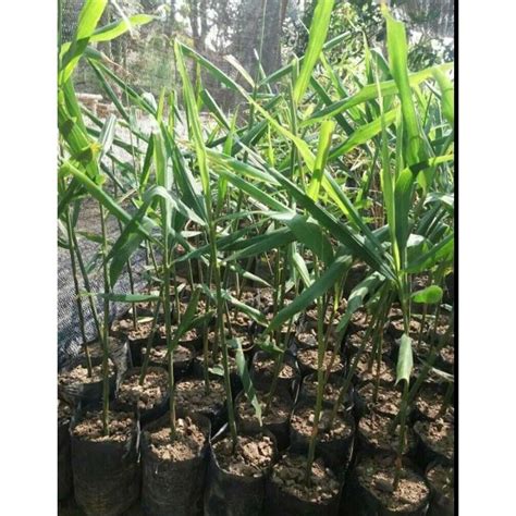 Pohon Jahe Merah Tanaman Herbal Lazada Indonesia