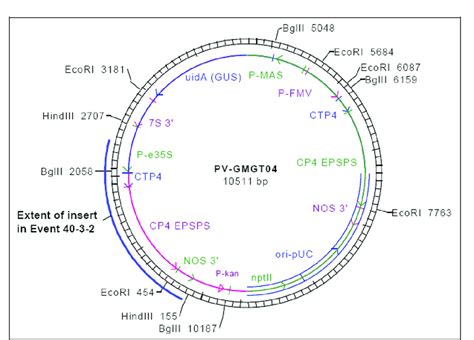 Plasmid Map Including Genetic Elements Of Vector Pv Gmgt04 Used In The