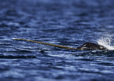 27 Awesome Narwhal Facts Yes Theyre Real All Your Questions Answered Everywhere Wild