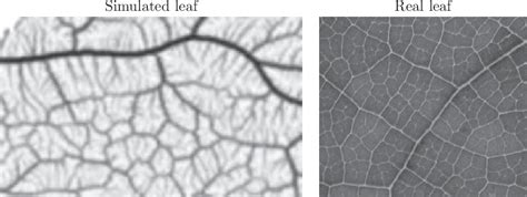 Figure 1 From Wavelet Frame Based Multiphase Image Segmentation Semantic Scholar