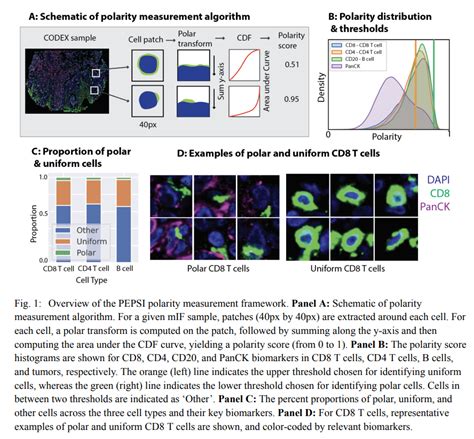Stanford Researchers Introduce Pepsi A New Artificial Intelligence Method To Identify Tumor