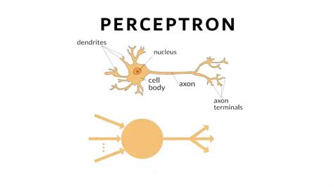 Perceptrons In Ai The Building Blocks Of Machine Learning Network