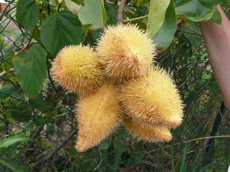 Аннато это Что такое Аннато