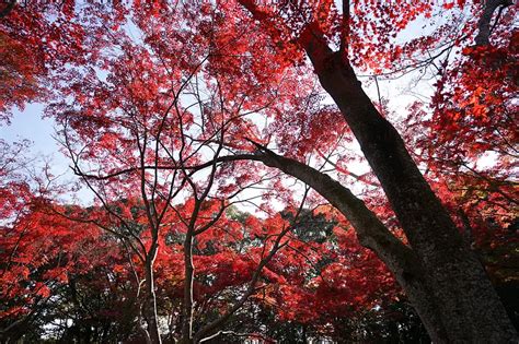 静かで美しい紅葉スポット亀山市正法寺山荘跡の紅葉をご紹介します 観光三重 かんこうみえ 三重県の観光旅行情報はここ
