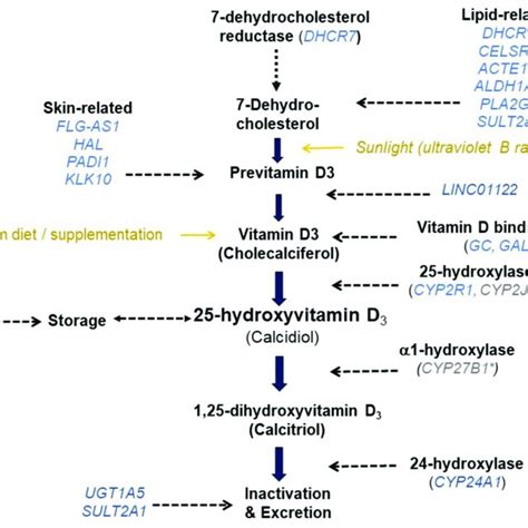 Possible Role Of Selected Replicated Variants In The Vitamin D Pathway