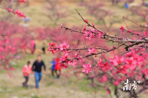 约起！连州水陆空全方位赏桃花，火爆广东旅游圈游客三峡活动