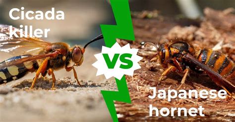 Japanese Hornet Size Northern Giant Hornet